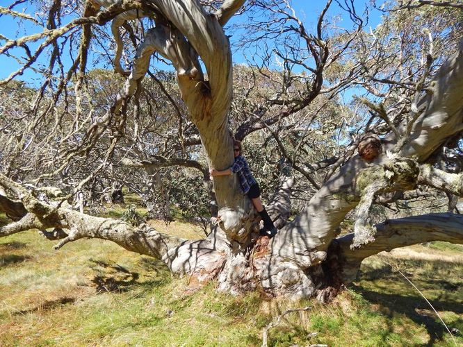 2019 Victorian Tree of the Year announced | Landscape Australia