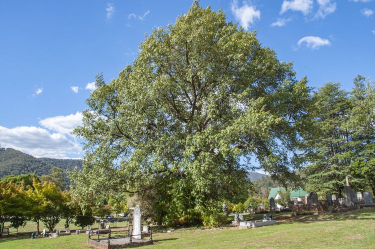 Voting opens: 2020 Victorian Tree of the Year | Landscape Australia