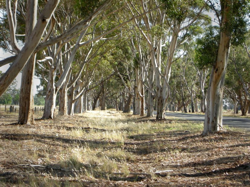 2019 Victorian Tree of the Year announced | Landscape Australia