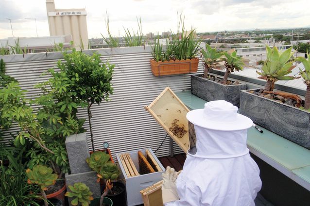 Design thinking in the beehive | ArchitectureAu