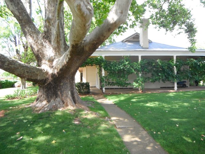 2019 Victorian Tree of the Year announced | Landscape Australia