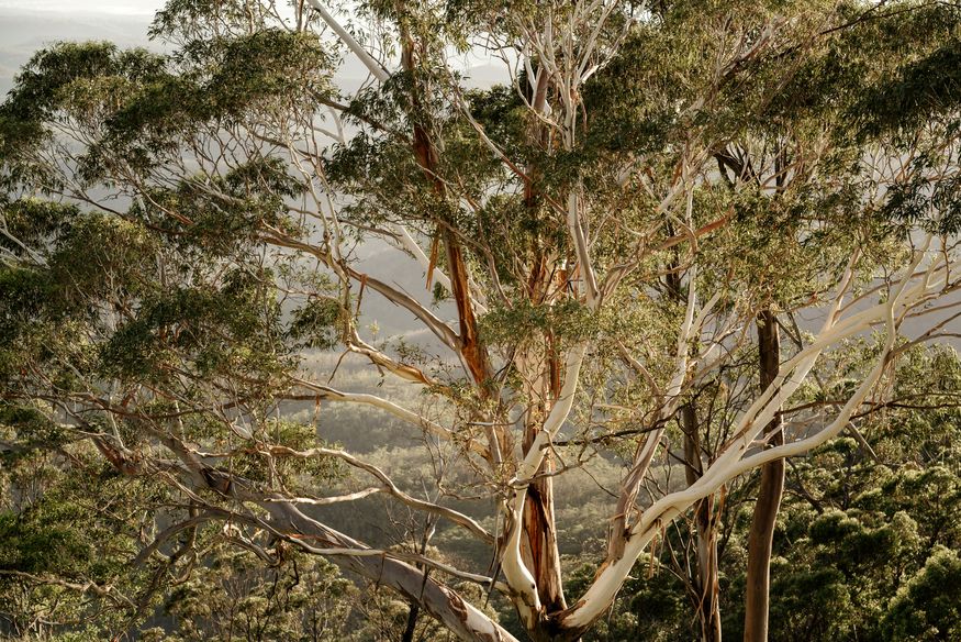 Five ingenious things trees do that human designers can learn from ...