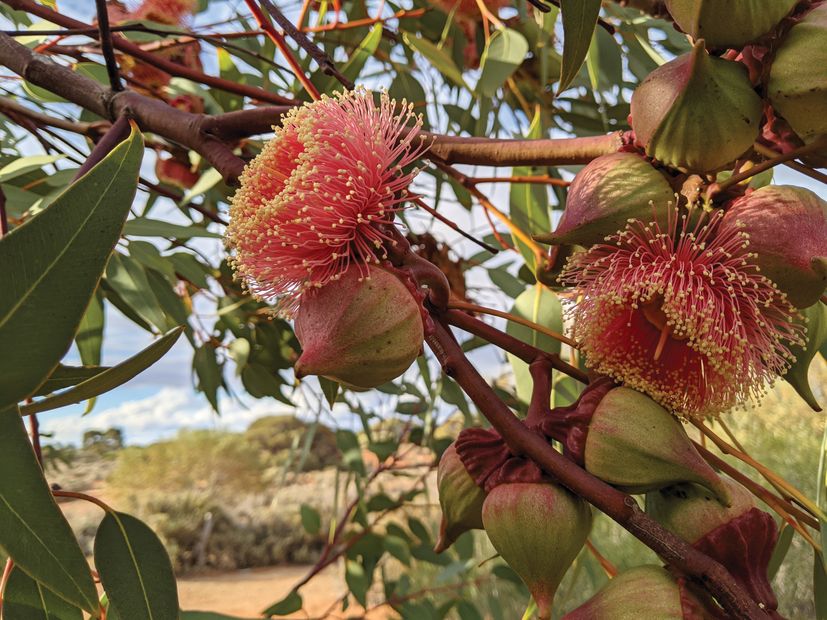 Outback ecologies: Australian Arid Lands Botanic Garden | Landscape ...