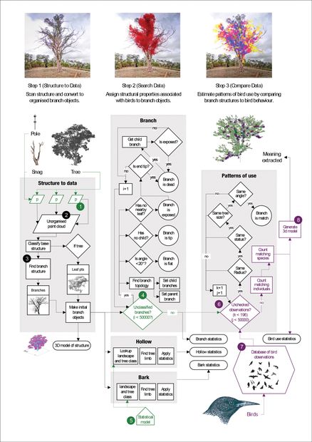 Tree designers and bird clients | Landscape Australia