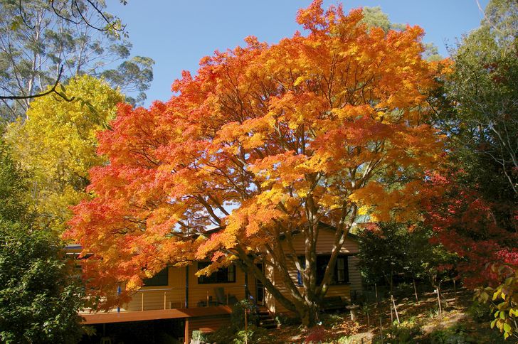 Natural selection: Victorian trees vie for most popular laurel ...
