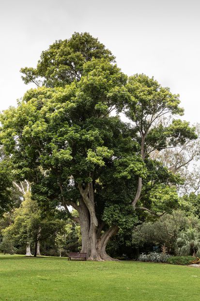 Voting opens for 2021 Victorian Tree of the Year | Landscape Australia