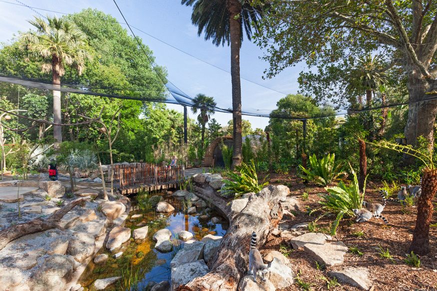 Lemur Island | ArchitectureAu