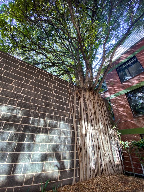 Voting opens for 2021 Victorian Tree of the Year | Landscape Australia