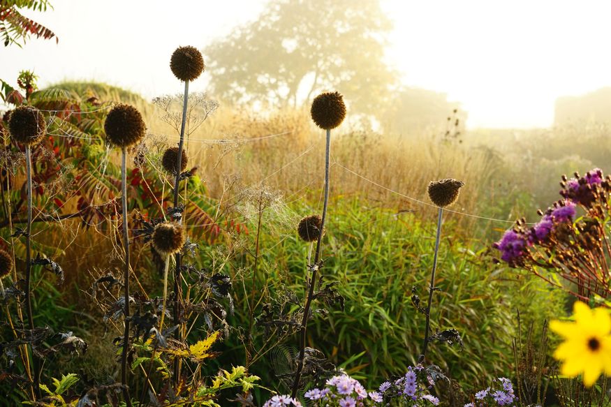 Oudolf Hummelo: A Journey Through a Plantsman’s Life | Landscape Australia