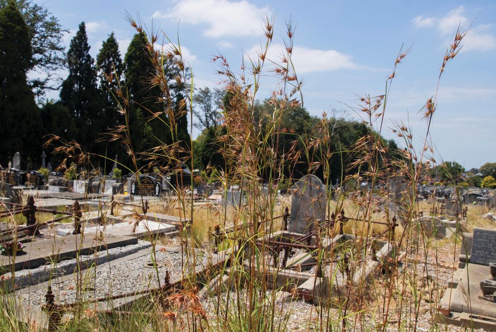 Designing for renewal in a landscape of death | Landscape Australia