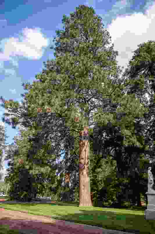 Voting opens for 2021 Victorian Tree of the Year | Landscape Australia