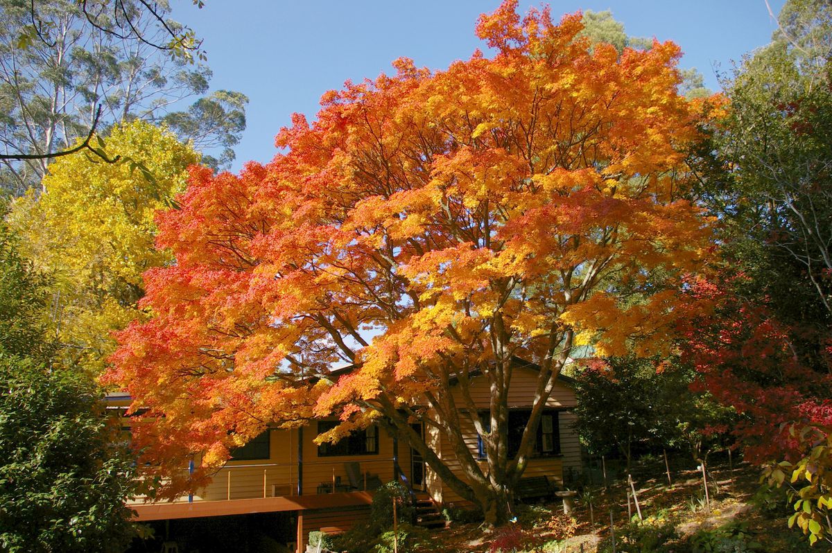 Natural selection: Victorian trees vie for most popular laurel ...