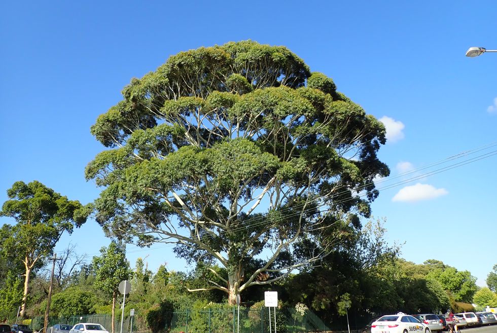 Voting opens for 2021 Victorian Tree of the Year | Landscape Australia