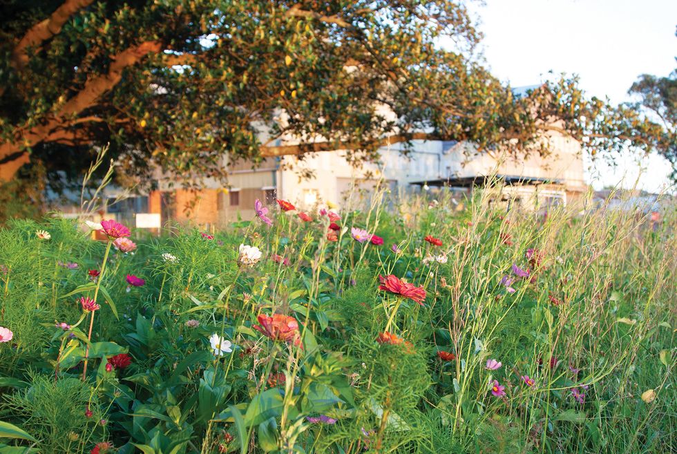 Viewpoint: Connecting and growing healthy communities | Landscape Australia